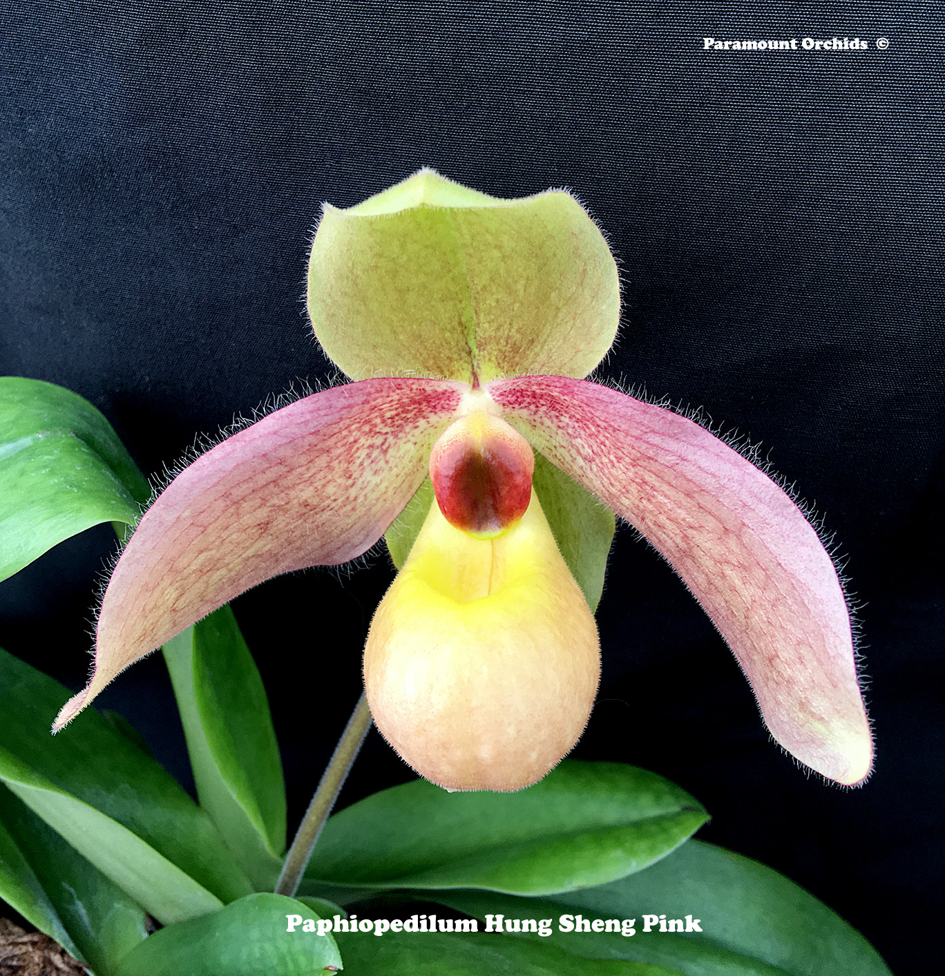 Paphiopedilum Listing